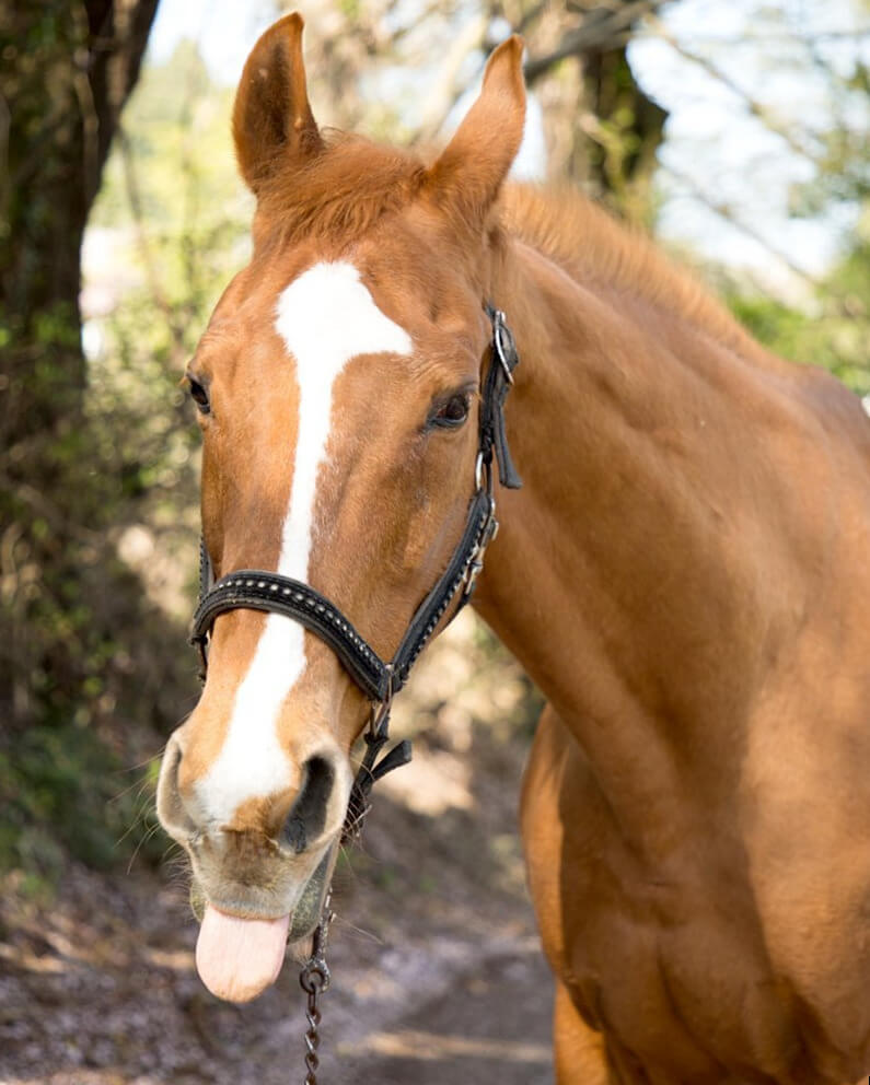 ALBA HORSE FARM アルバホースファーム